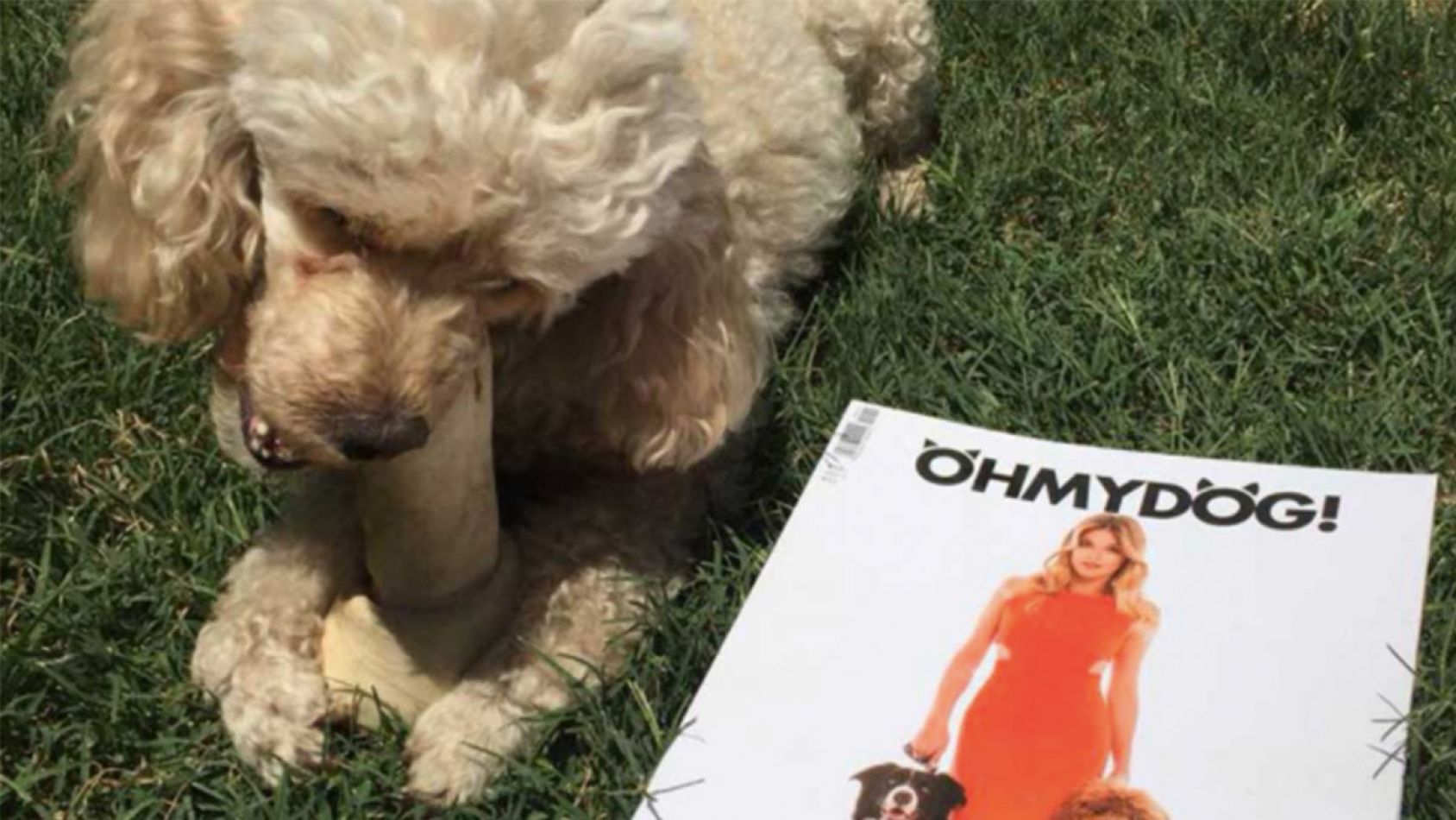 Blog: Popi Dougall creadora de OHMyDog Magazine, Salta Salta | ESTILO DV